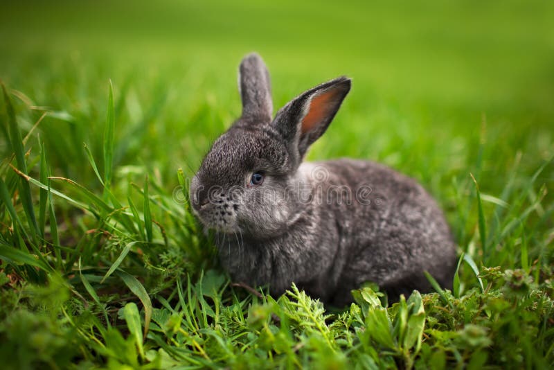Small rabbit on field stock photo. Image of hare, nature - 40282402