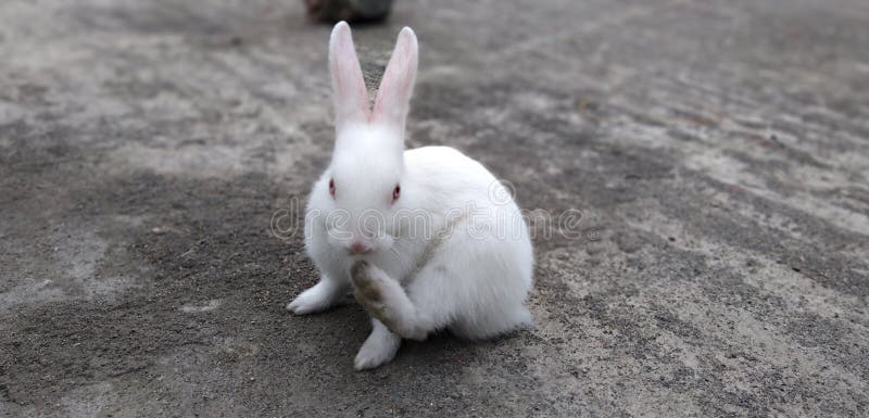 Rabbit stock image. Image of rabbit, pose, give, good - 138652493