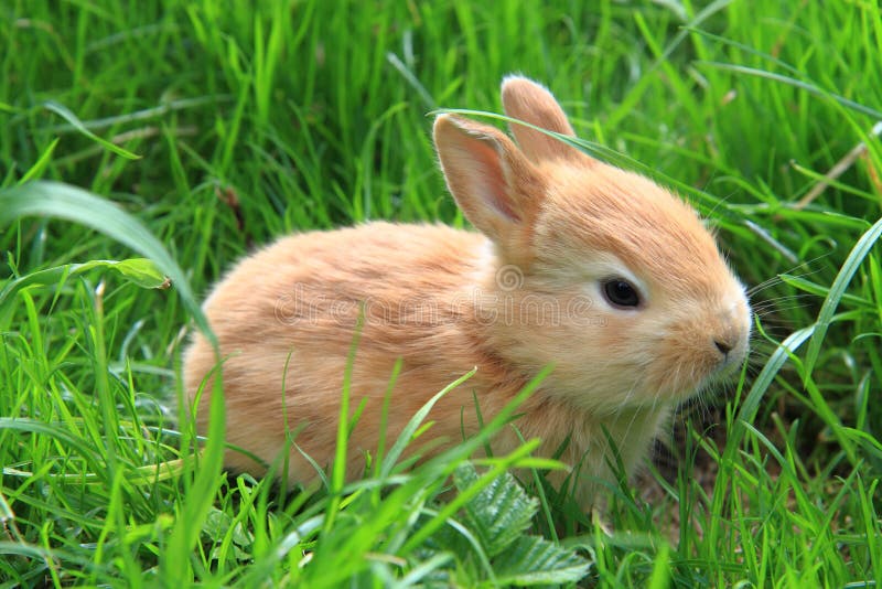 Small Rabbit in the Green Grass Stock Image - Image of green, grey ...