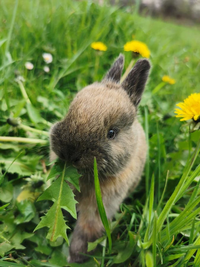 Small rabbit stock image. Image of friend, easter, cheerful - 2780219
