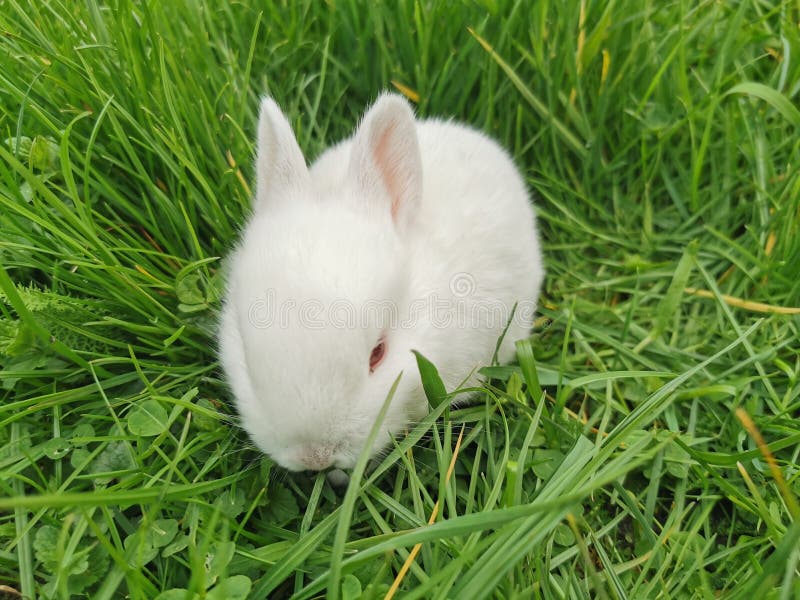 Small Rabbit in the Green Grass Stock Image - Image of spring, rabbit ...