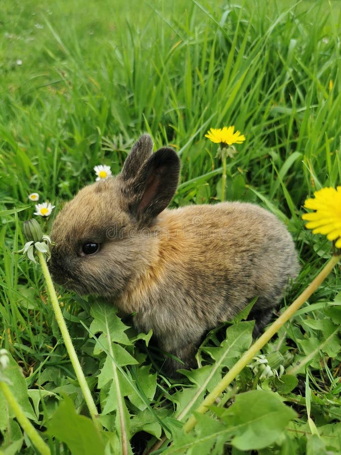 Small rabbit stock image. Image of friend, easter, cheerful - 2780219