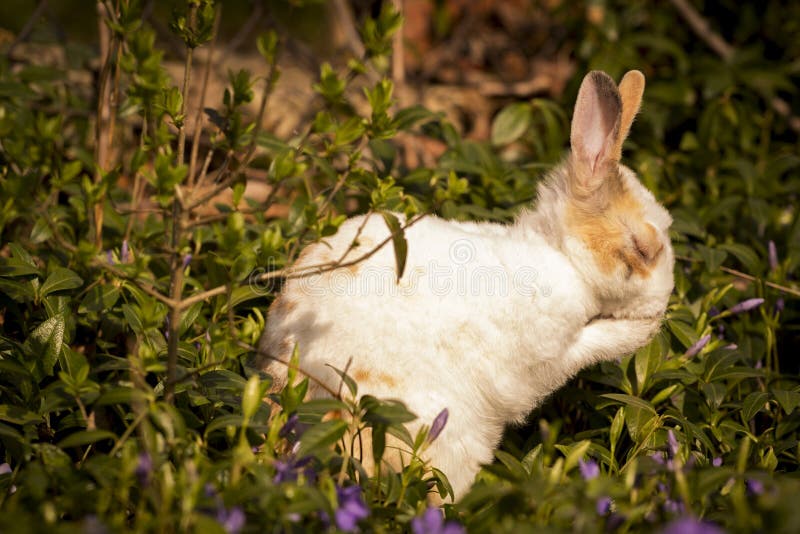 Small Rabbit on Green Grass Washing Its Head Stock Photo - Image of ...