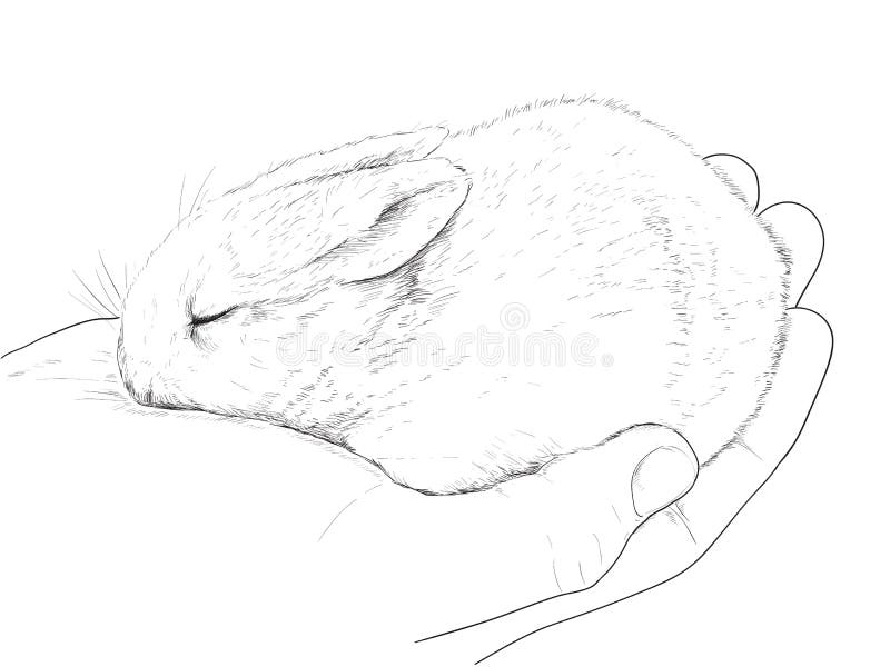 Small rabbit on hand stock vector. Illustration of silhouette - 80809592