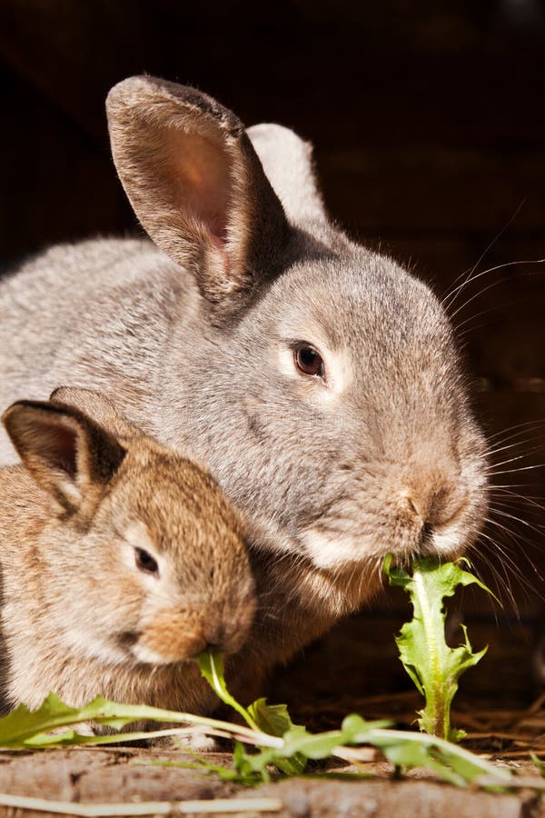Small rabbits stock photo. Image of animal, baby, cuddly - 2264622