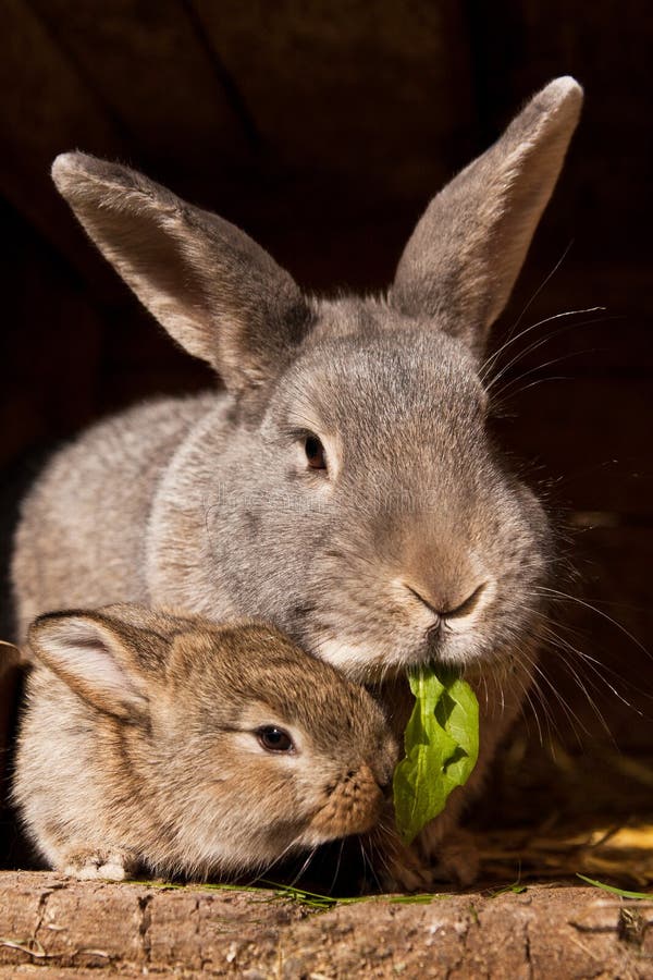 Small rabbits stock photo. Image of amiable, coney, sweet - 21725852