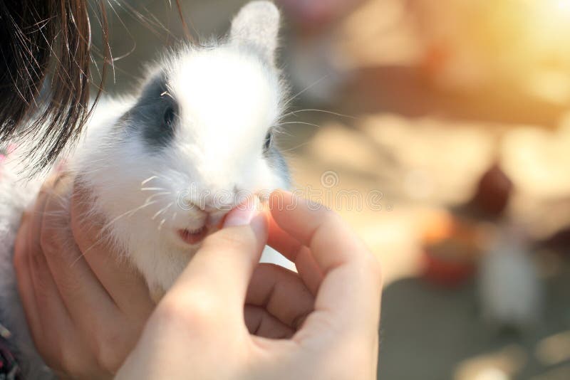 He Small Rabbit Round Shape ,Was Carried Up To Feed Stock Image - Image ...