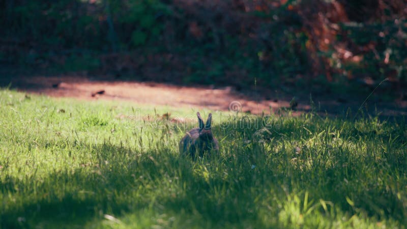 Small Rabbit Sitting in the Grass and Eating. Slow Motion Stock Video ...