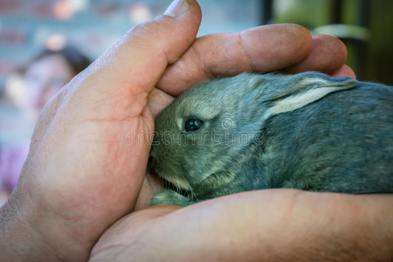 A Small Rabbit is Sitting on the Palms. the Newborn Hare is Hiding on ...