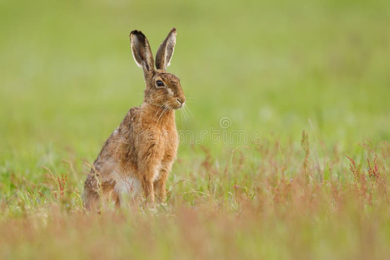 Small Rabbit Standing in Lush Green Grass, in a Peaceful and Serene ...