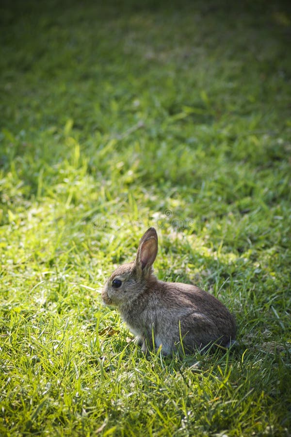 Small Rabbit in Sunshine with Large Grassy Background Stock Photo ...
