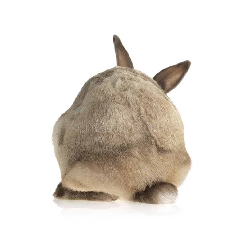 A Small Rabbit Turning His Back on Us Stock Image - Image of close ...