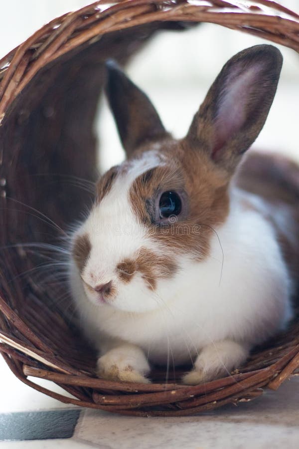 Small Rabbit in a Willow Tunnel Stock Image - Image of pets, natural ...