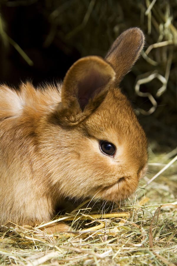 Small rabbits stock photo. Image of animal, baby, cuddly - 2264622