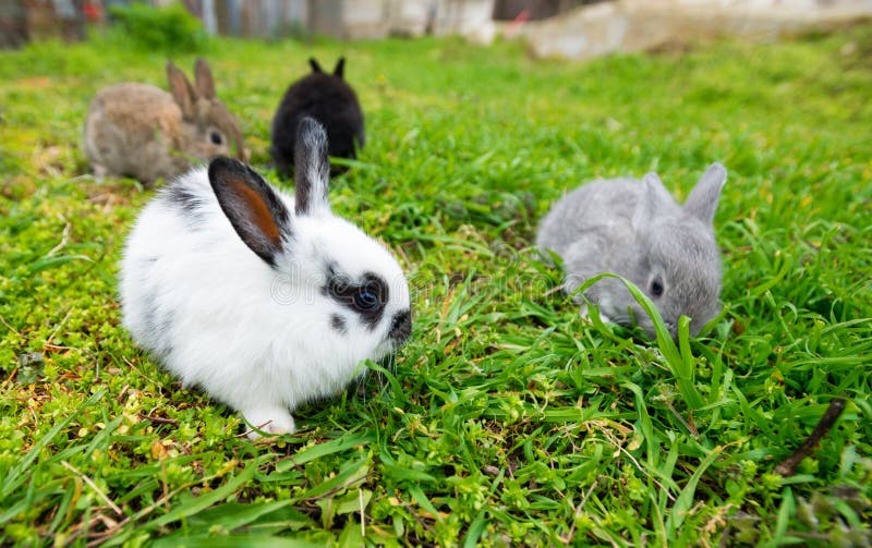 Small Rabbits eating grass stock image. Image of rodent - 69311445