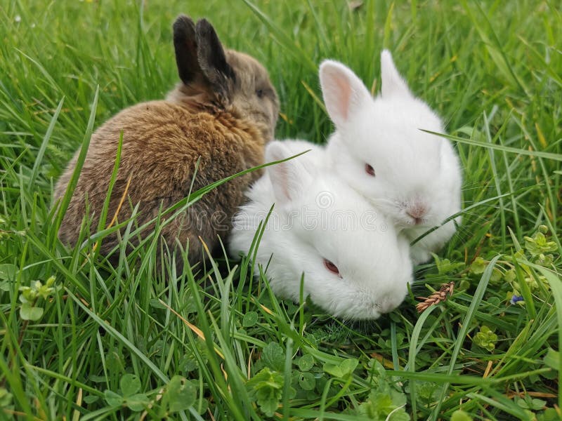 Small Rabbits in the Green Grass Stock Photo - Image of rabbit, lawn ...