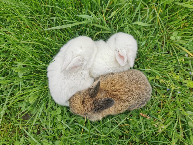 Small Rabbits in the Green Grass Stock Image - Image of rabbit, garden ...