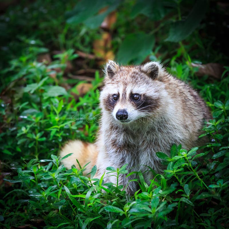Small raccoon in the grass stock photo. Image of black - 43262474