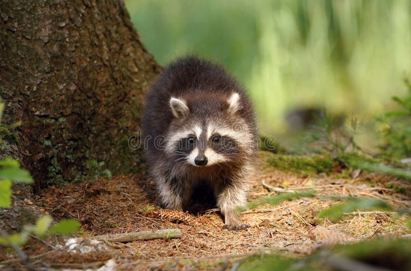 Small raccoon stock photo. Image of natural, wild, young - 56967032