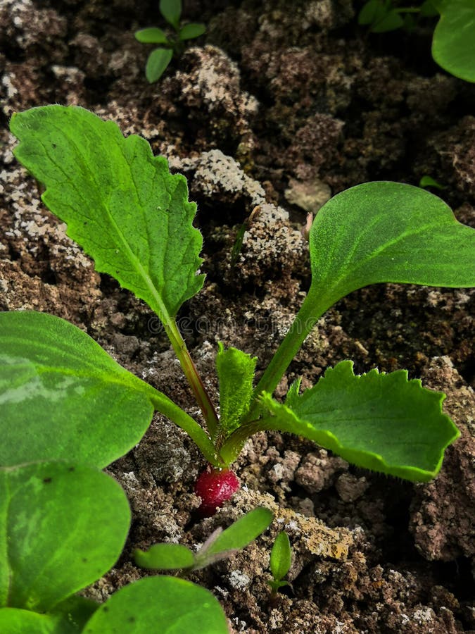 Small Radish Grows in the Garden Stock Photo - Image of garden, outdoor ...