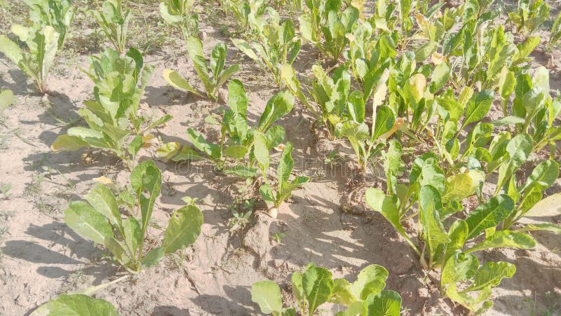 Small Radish Plant in the Garden Stock Image - Image of plants, garden ...
