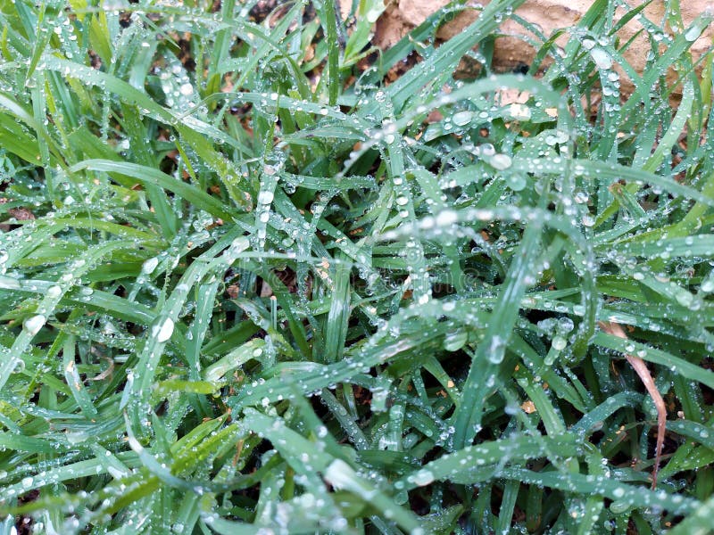 Small Rain Drops on Small Plants Leafs Stock Image - Image of healthy ...