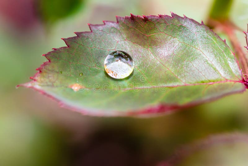 Small Raindrop on Leaf of Rose Flower Stock Image - Image of beauty ...