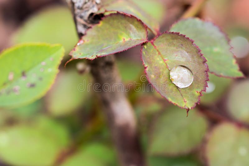 Small Raindrop on Leaf of Rose Flower Stock Photo - Image of close ...