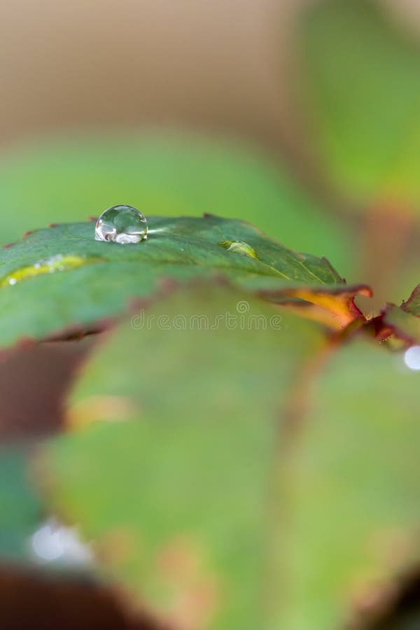 Small Raindrop on Leaf of Rose Flower Stock Image - Image of growth ...