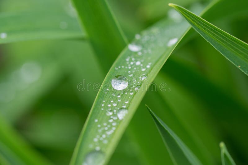 Small Raindrops on Green Leaf in Forest Stock Image - Image of liquid ...