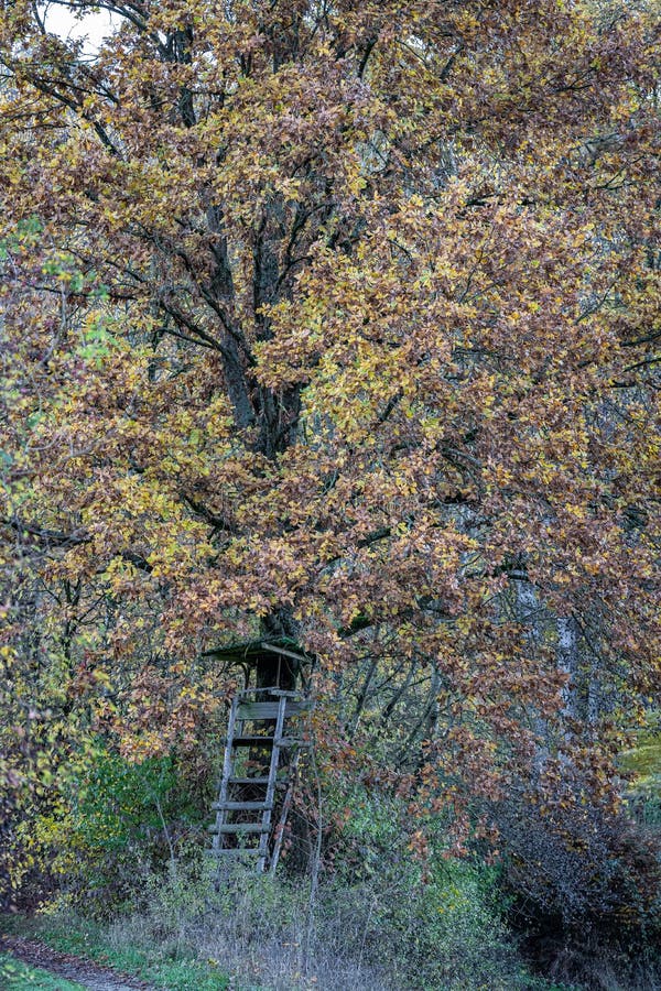 Small Raised Hide for Hunting in the Middle of the Forest Stock Photo ...