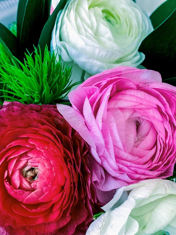 Small Ranunculus stock image. Image of bouquet, white - 143970445