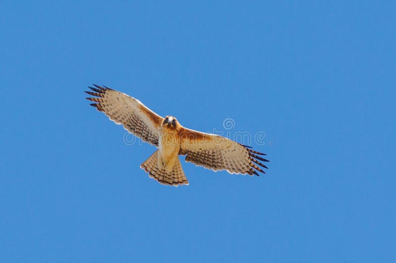 Little Eagle in Queensland Australia Stock Image - Image of natural ...