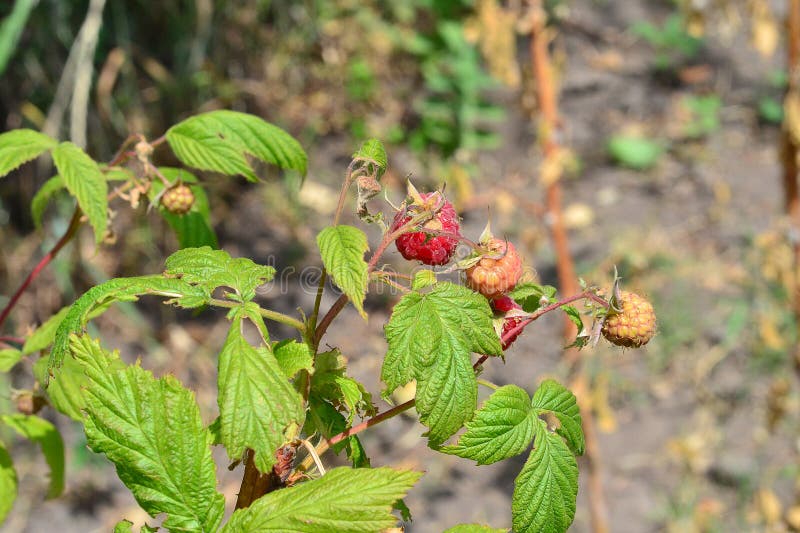 A Raspberry Grows on a Rocky Mountain. Stock Photo - Image of grows ...