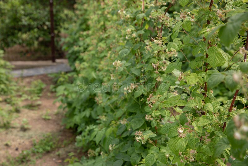 Small Raspberry Sprout Growing Up Stock Image - Image of gardening ...