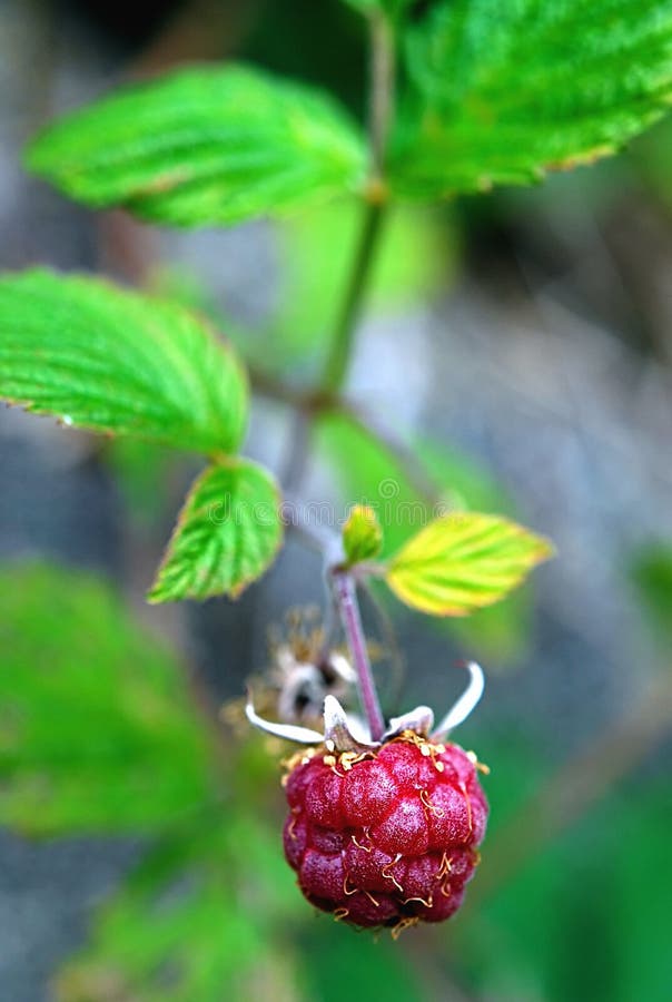 Small raspberry stock image. Image of closeup, color - 37783957