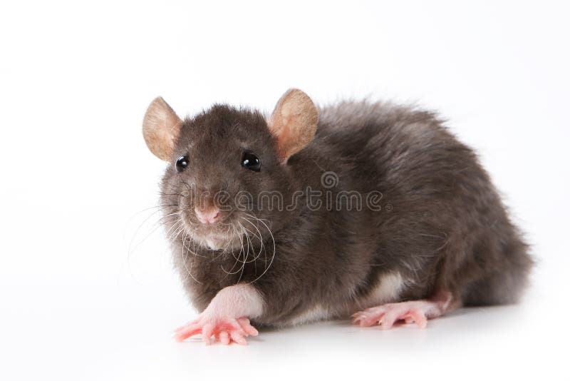 Pet Rat Grooming stock photo. Image of fluffy, clean - 11728062