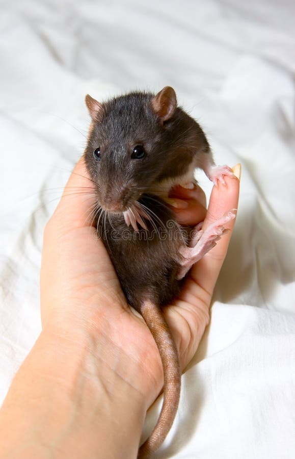 Small Rat stock image. Image of forepaw, forefoot, hold - 14425729