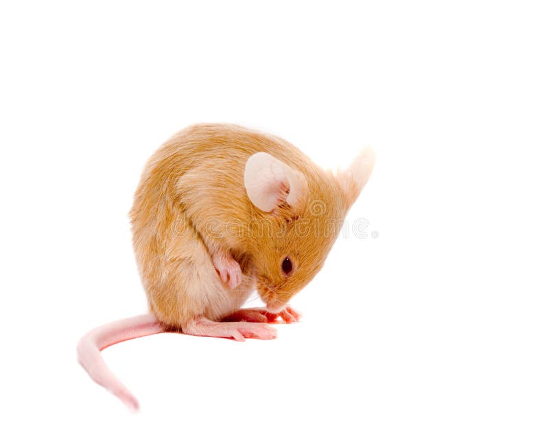 Small rat. stock image. Image of exterminator, cute, exterminate - 3069369