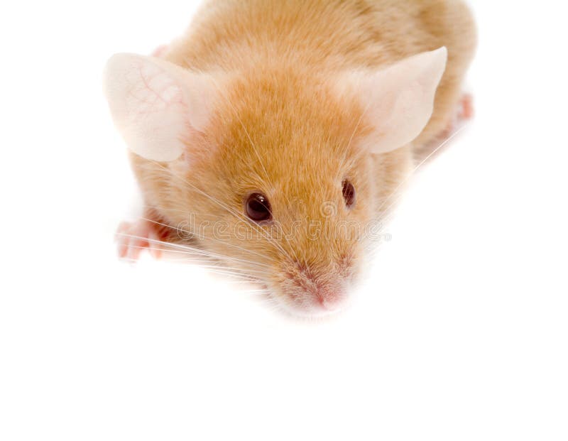 Small rat. stock photo. Image of nature, cute, nose, cuddly - 3647956