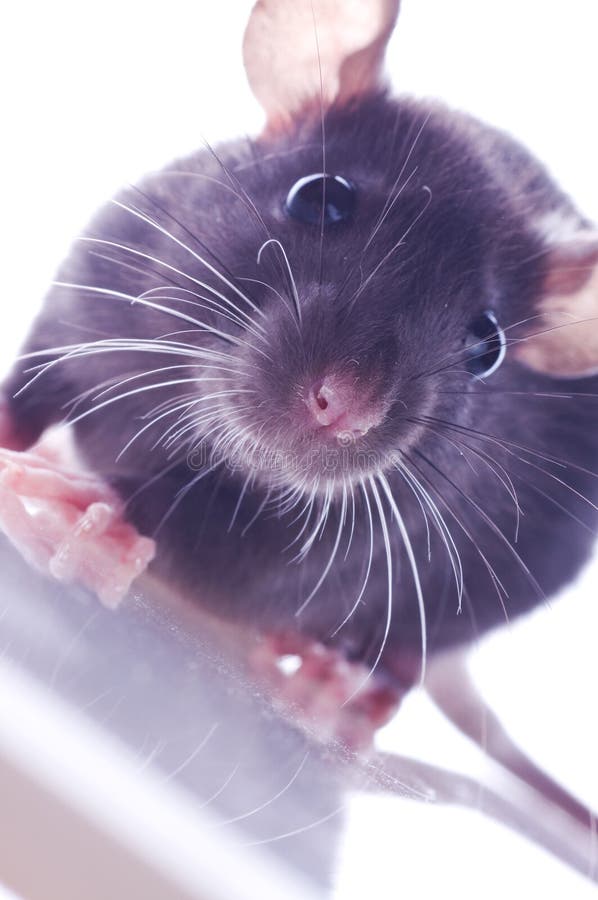 Dumbo rat stock photo. Image of squeak, looking, fluffy - 14238458