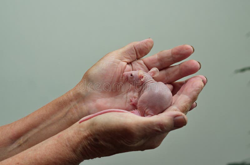 A Small Rat is Held in His Hands Stock Photo - Image of child, animal ...