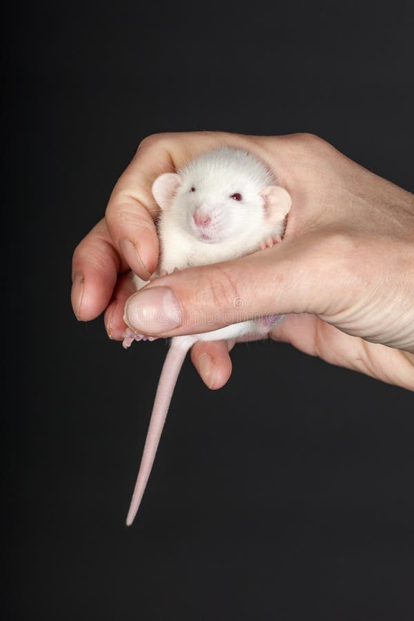 Small rat stock image. Image of young, macro, white, albino - 35042413