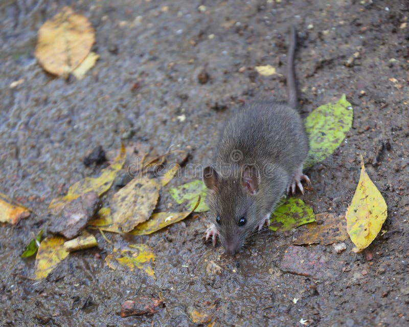 175 Wet Street Rat Stock Photos - Free & Royalty-Free Stock Photos from ...