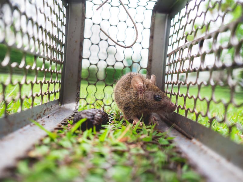 Small Rat Trapped in a Cage. Stock Photo - Image of home, danger: 92005902