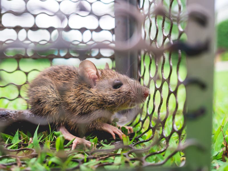Small Rat Trapped in a Cage. Stock Image - Image of caged, green: 92005921