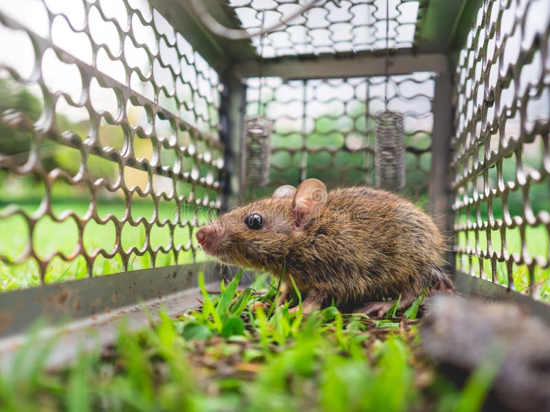 Small Rat Trapped in a Cage. Stock Image - Image of home, green: 92570541
