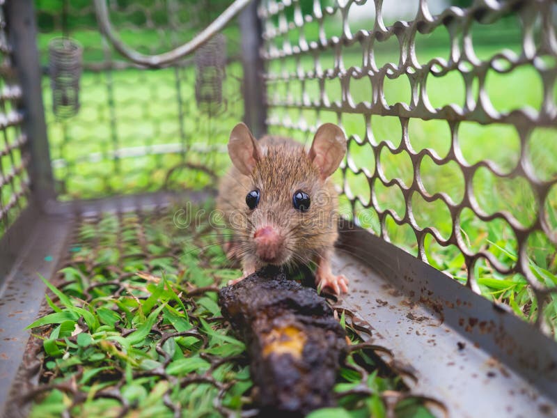 Small Rat Trapped in a Cage. Stock Image - Image of dangerous, eyes ...