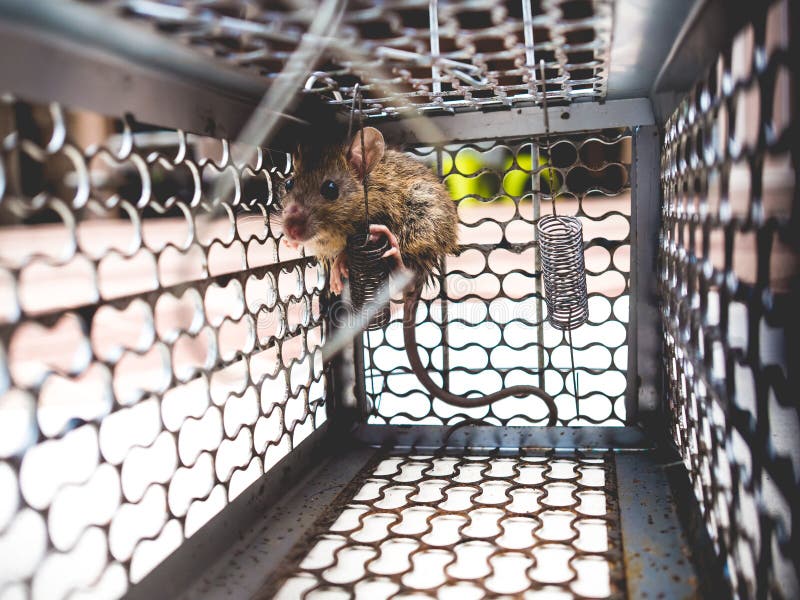 Rat trapped in a cage. stock image. Image of mice, catch - 92408633