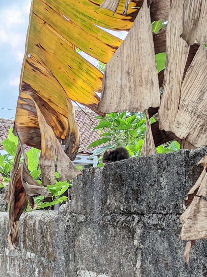 Small rat on a wall stock image. Image of human, disgusting - 259318263